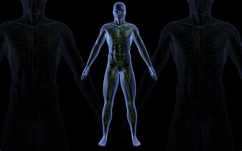 The Lymphatic System Explained Cryoeffect Coldspa