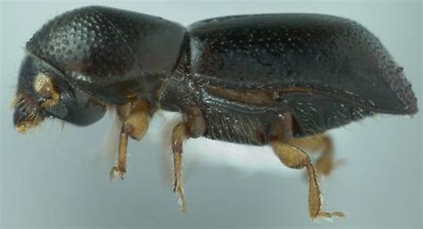 Xyleborus Glabratus Bugguide Net