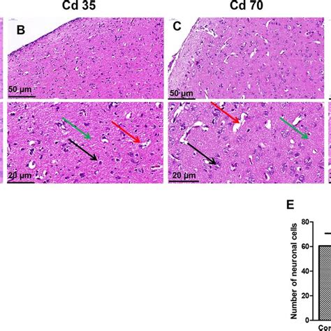 Effects Of Cadmium Cd Exposure On The Morphological Structure Of Download Scientific Diagram