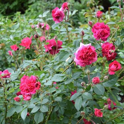 Купить питомник Дирижер сада – доставка почтой, СДЭК