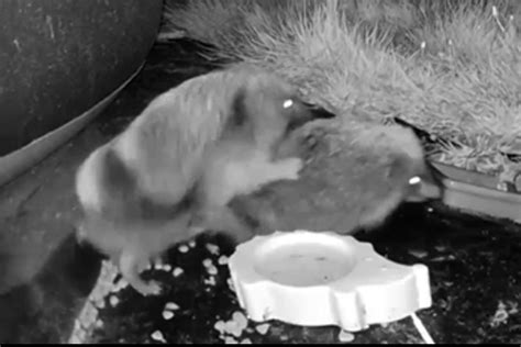 I Set Up Cameras In My Garden To Watch Hedgehogs I Was Shocked To See They Re Always At It