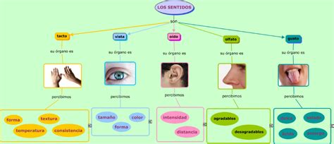 Mapa Conceptual Los 5 Sentidos Mapa Conceptual Organos De Los