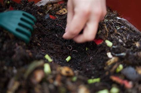 DIY Guide To Composting Soil Kings