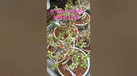 현석농원 장미캄파팬시캄파설난비덴스장미수국별수국분재명자황제마삭앵초화초랑사는집꽃구경 Youtube