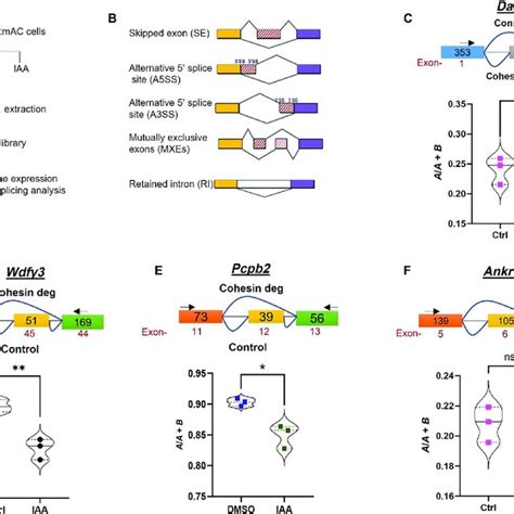 Cohesin Regulates Alternative Splicing A Flowchart Showing The
