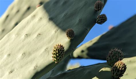 How To Easily Propagate Prickly Pear Cactus