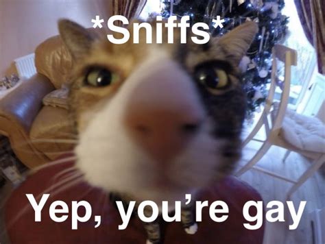 Youre Gay Cat Memes Funny Animals Funny Cats