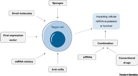 Schematic Overview On Routes For Mirna Targeting In The Cell
