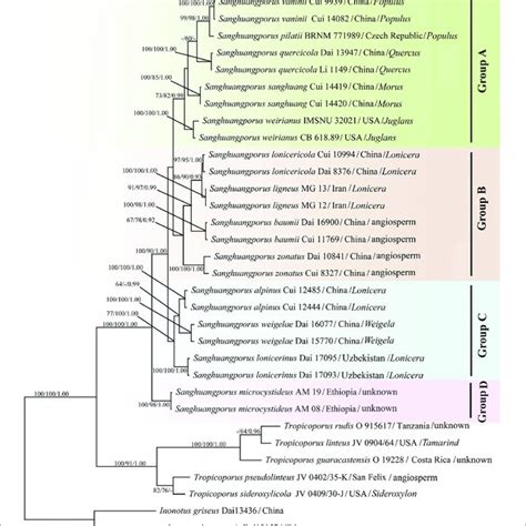 Phylogenetic Consensus Tree Inferred From The Maximum Likelihood Ml Download Scientific
