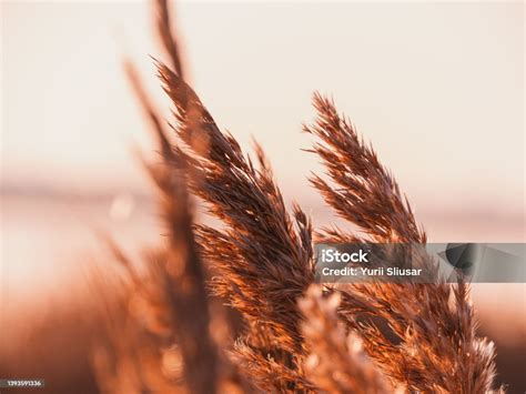 햇빛에 대한 일몰 하늘 배경에 푹신한 황금 갈대 트렌디 한 천연 팜파스 잔디 배경 포스터 배경 화면 1위에 대한 스톡 사진 및 기타 이미지 Istock