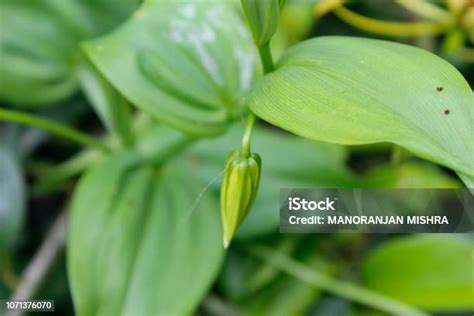 Gloriosa Superba는 Colchicaceae 가족의 현 화 식물의 종 일반적인 이름은 화 염 백합 등반 릴리 들어온다 릴리 영광 릴리 Gloriosa 릴리 호랑이
