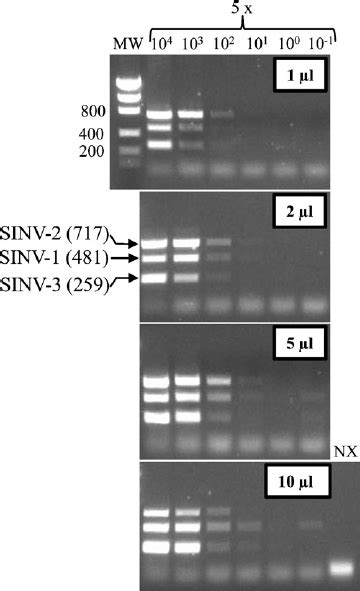 Detection Sensitivity Of Multiplex Pcr To Discriminate Solenopsis