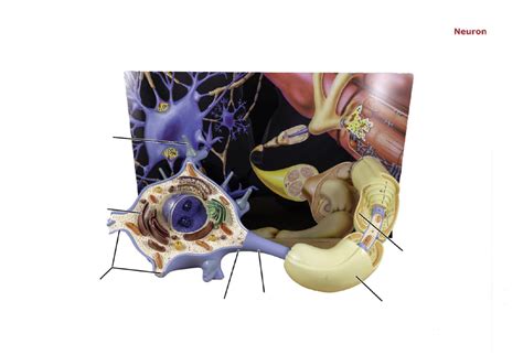 Neuron Diagram Quizlet