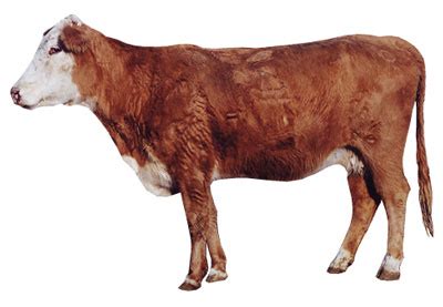 Managing and Feeding Beef Cows Using Body Condition Scores | New Mexico State University - BE ...
