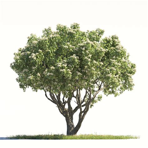 Archmodels Vol 264 Collection Of 40 Blooming Trees 3d Model Cgtrader