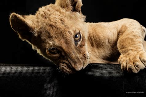 საქართველოს ჭადრაკის ფედერაცია • Georgian Chess Federation Added A New საქართველოს ჭადრაკის