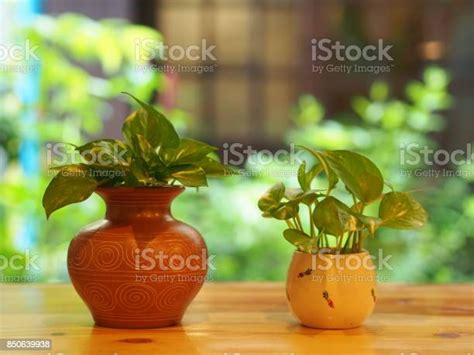 유리 컵 나무 테이블 최소한의 스타일에서 광대 한 빈 공장 0명에 대한 스톡 사진 및 기타 이미지 0명 경외감 꽃 식물 Istock