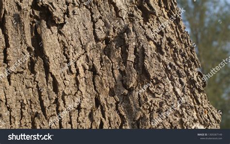 Tree Bark Texture Outer Bark Skin Stock Photo Shutterstock