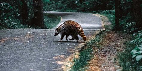 Who Picks Up Roadkill Well You Can Blue Collar Brain