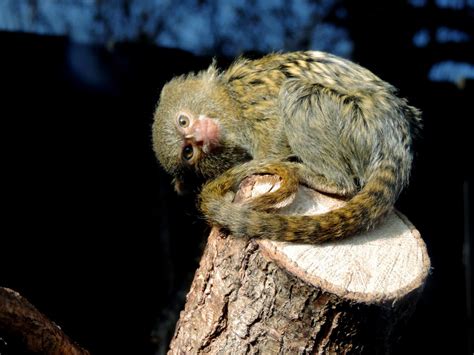 Tiny Friend By Bioalthea On Deviantart