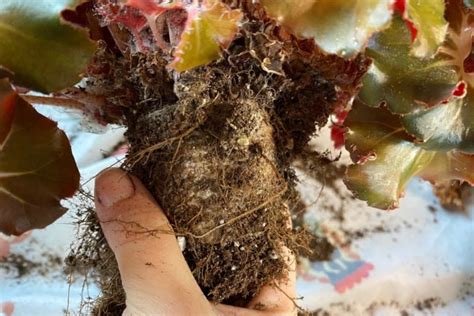Why You Need To Check Your Houseplants For Root Mesh What To Do About It