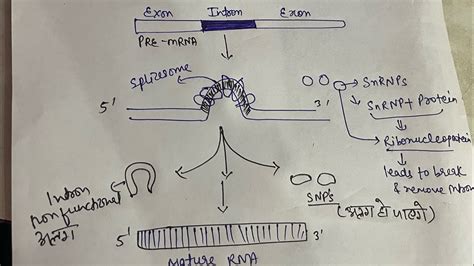 Differences Between SnRNA And HnRNA YouTube