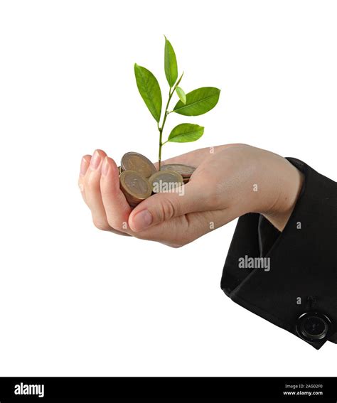 Tree Growing From Pile Of Coins Stock Photo Alamy