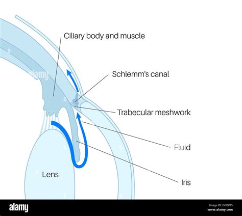Fluid Drainage In The Eye Illustration Showing How The Posterior