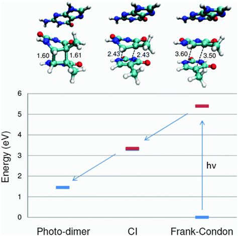 Define And Diagram A Thymine Dimer