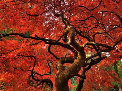 7 Great “specimen” Trees For Your Landscape Big Tree Mover