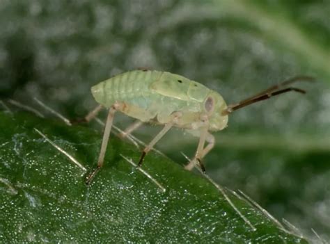 Lygus Bug Management During And At The End Of The Strawberry Production Uc Agriculture And