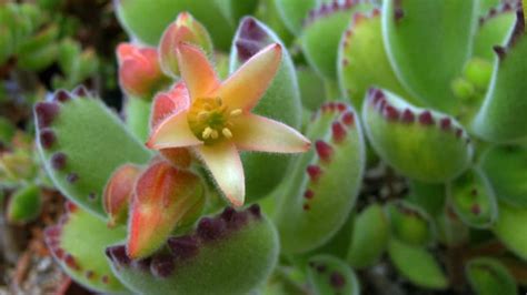 Conocé La Garrita De Oso Un Encantador Peluche Natural En Tu Jardín