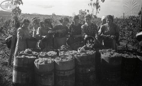 Iverieli რთველი კახეთში ფოტო თელავის ისტორიული მუზეუმის არქივიდან