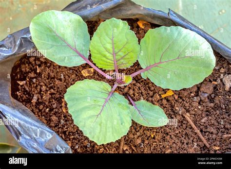 The Red Cabbage Purple Leaved Varieties Of Brassica Oleracea Capitata