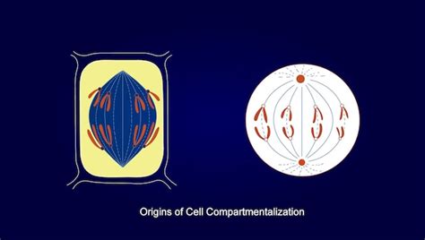 Hypercompe Scribonia Vectors And Illustrations For Free Download Freepik