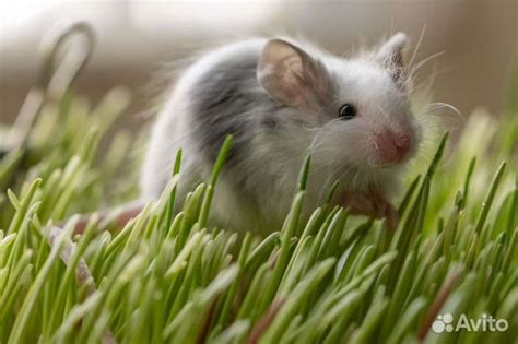 Декоративные мыши купить в Москве Животные и зоотовары Авито