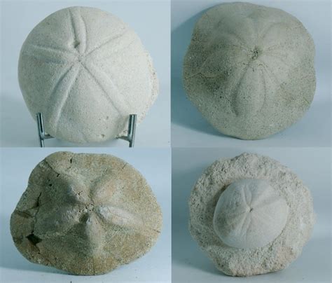 Echinoderm 4 Large Echinoderms Catawiki