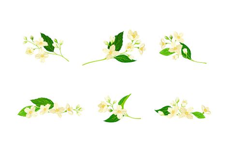 하얀 향기로운 꽃 벡터 세트가있는 줄기에 재스민 식물 종 0명에 대한 스톡 벡터 아트 및 기타 이미지 0명 개화 계절