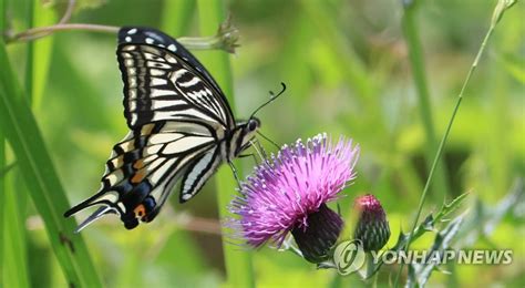 제주 흐리고 곳에 따라 비낮 기온 도 연합뉴스