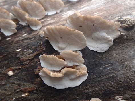 Phil Bendle Collection Bjerkandera Adusta Citscihub