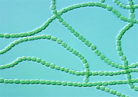 The Weird Whimsical Watery World Of The Phytoplankton — In Our Nature
