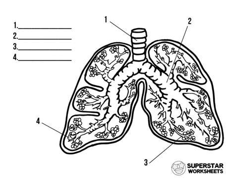 Blank Diagram Of The Lungs