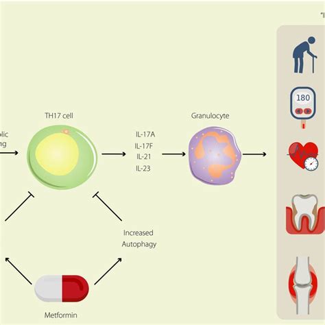 Naïve T Cells Evolved Into T Helper 17 Th17 Cells On Specific Signals Download Scientific
