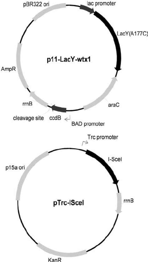 The Two Plasmids Used In Our In Vivo Selection System The Reporter Download Scientific Diagram