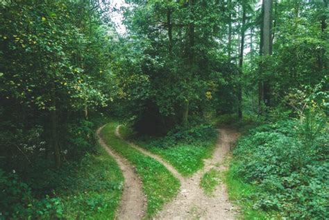 What When How Extratrees Classifier Towards Data Science