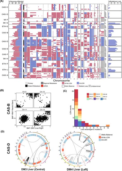 Widespread Allelic Imbalance Ai And Loss Of Heterozygosity Loh In Download Scientific