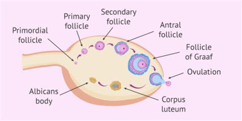 Medicine Obgyn Menstrual Physiology And Pubertal Development Flashcards Quizlet