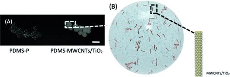 A Photos Of Pdms P And Pdms Mwcnts Tio2 Microparticles The Particle Download Scientific