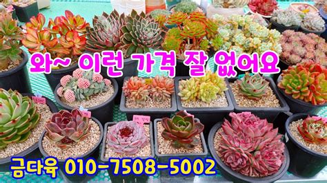 230302📍금다육 블루드래곤 아비유 레드탑 라울 레몬로즈철화 핑크에이스금 흑장미 마가렛금 원종모건뷰티 Youtube