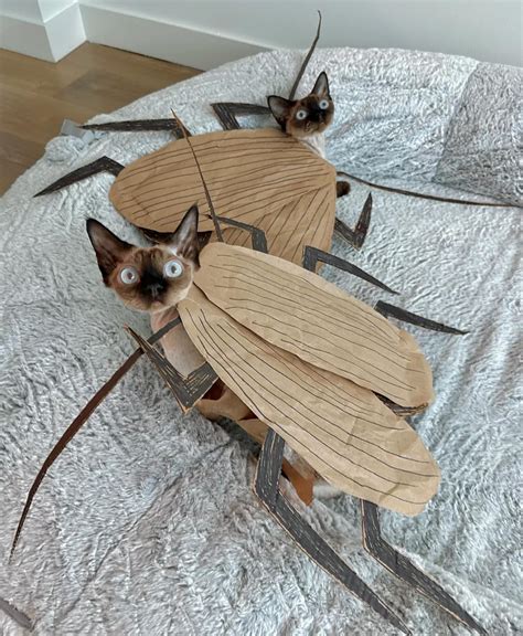 นายแมวพเนจร “เมื่อคุณพบแมลงสาบอยู่ที่ไหน